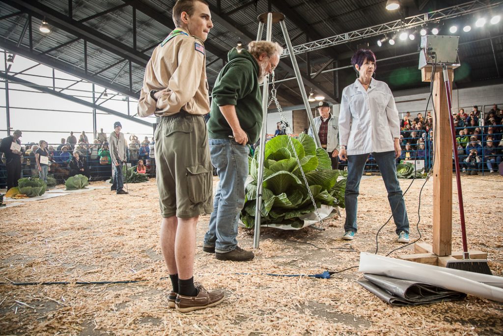 Cabbage weight-off weighing - Alaska State Fair