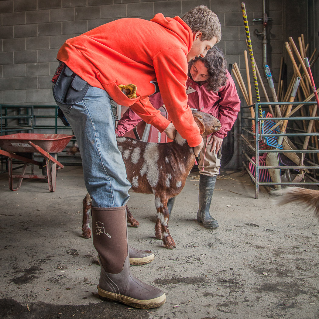 Timothy Downing with his Boer goat (2)
