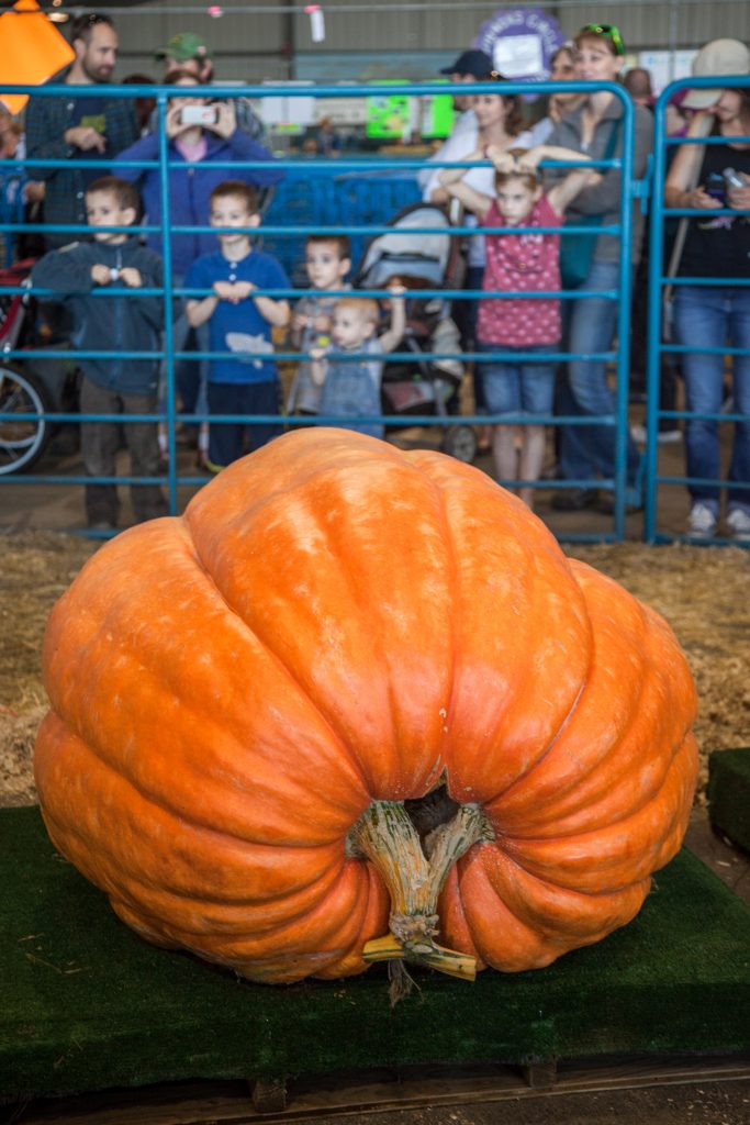 The Pumpkin Weighoff at the State Fair, Palmer, Alaska