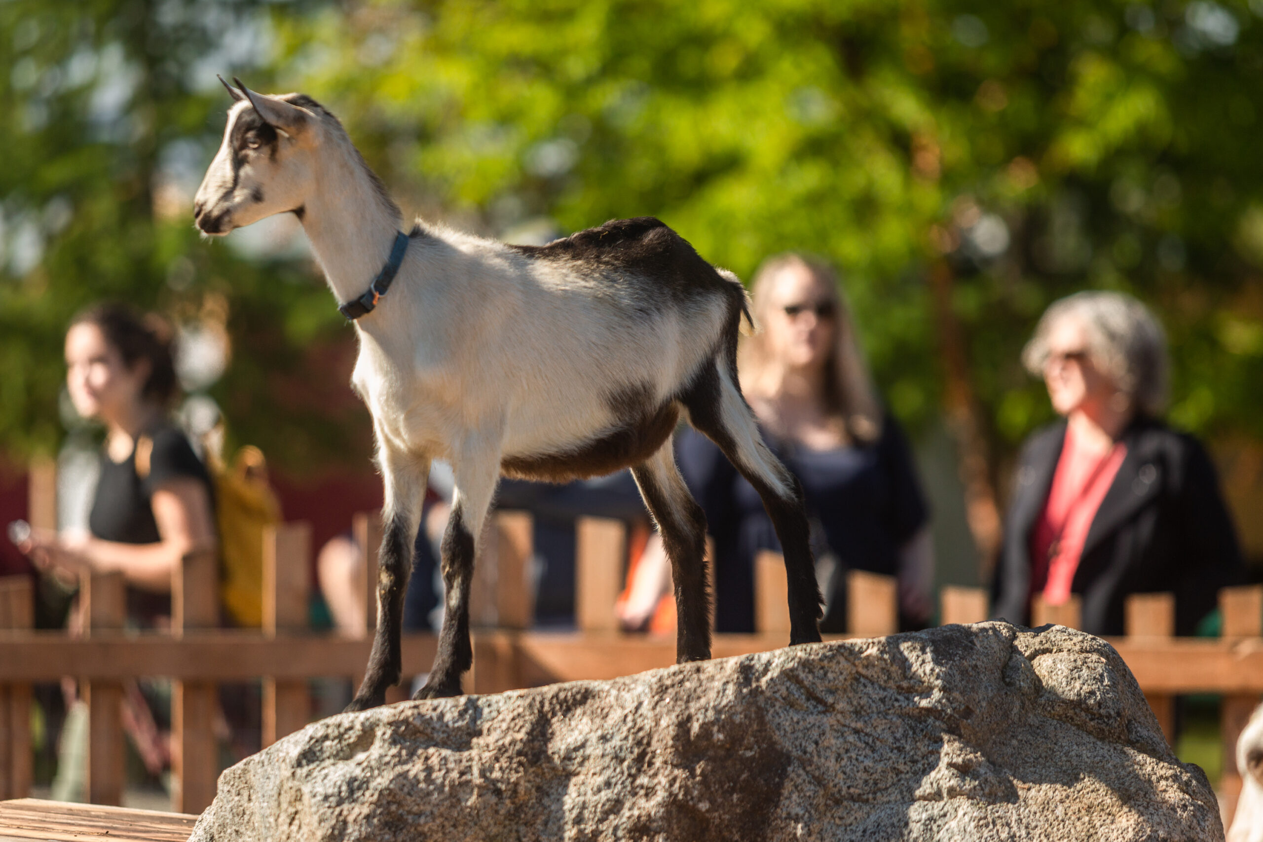 Goat-a-Palooza - Alaska State Fair