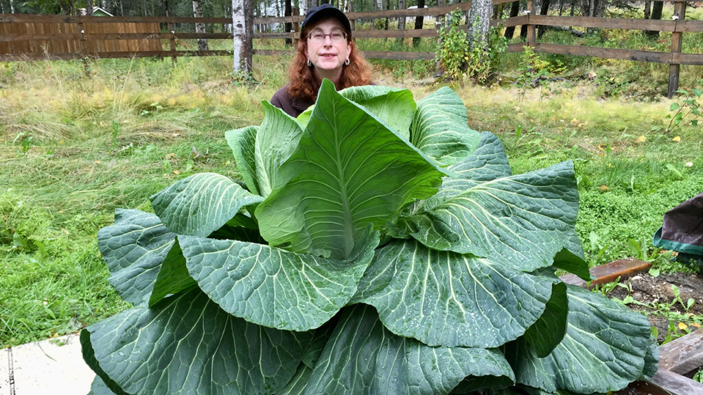 Giant Cabbage Feature Box