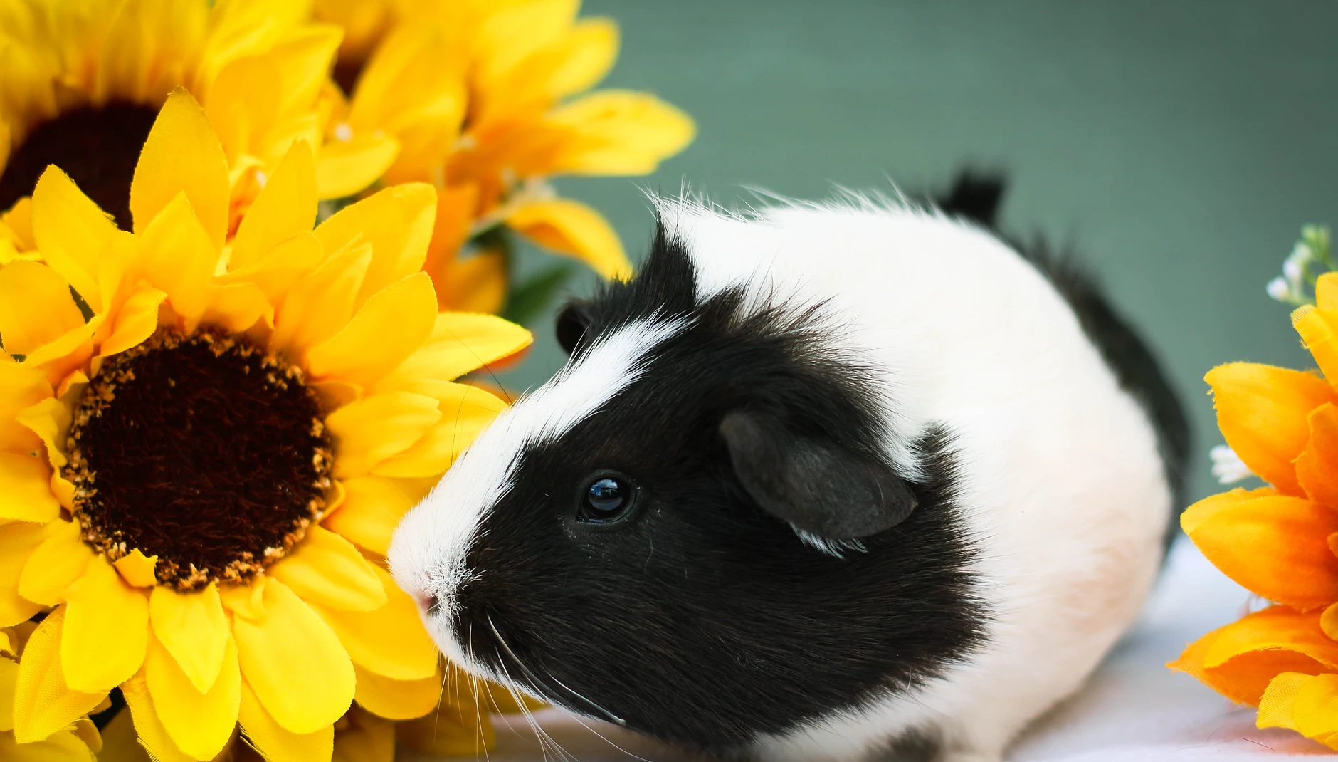 Juniper's Guinea Pig Village - Alaska State Fair