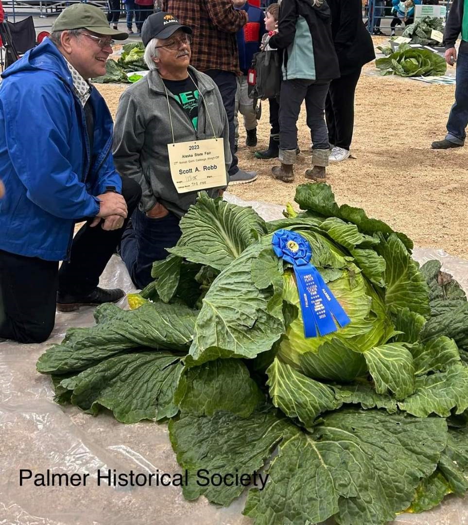 Worlds Largest Cabbage Grown Alaska The Farming Colony That Grew Under